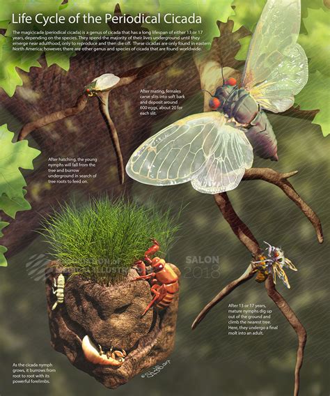 Phacoemulsification With Intraocular Lens Implantation Ami 2018 Meeting