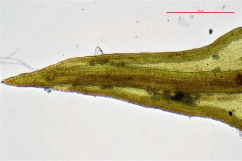 Didymodon Cordatus British Bryological Society