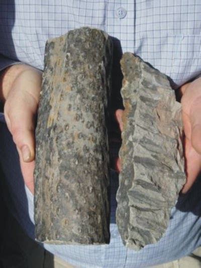 About Polystrate Fossils Ianjuby