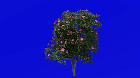 Tree Animation Japanese Camellia Common Camellia Camellia