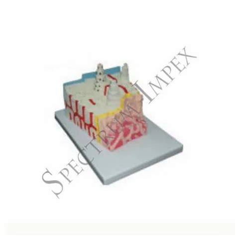 Pvc Plastic Natural Bone Microstructure Models For Medical Id
