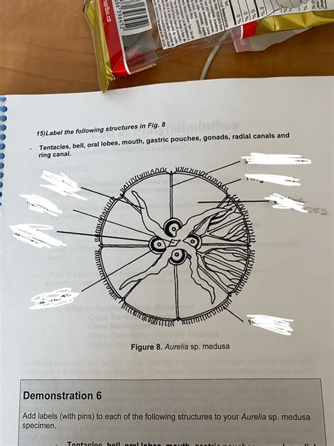 Diagram Of Class Scyphozoa And General Quizlet