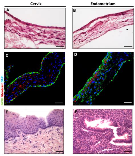Histological And Immunofluorescence Analysis Of Co Culture 3d Tissue