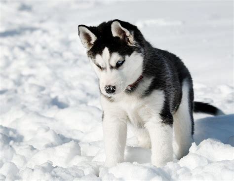 Cute Husky Puppies In Snow Wallpaper