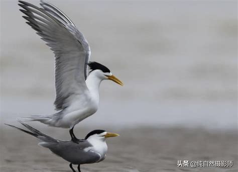 大鳳頭燕鷗百科知識中國鷗科鳥類之一 每日頭條