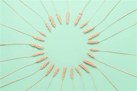 녹색 파스텔 종이 배경에 잘 익은 밀 귀의 둥근 프레임 아름다운 가을 구성 상단 보기 플랫 레이 가을에 대한 스톡 사진 및 기타 이미지 Istock