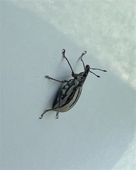 Diaprepes Abbreviatus Diaprepes Root Weevil Time R Weeviltime