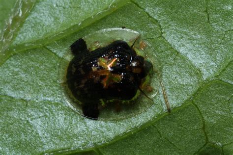 長池公園生き物図鑑セモンジンガサハムシ