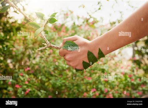 nature environment and handshake with tree for ecology sustainability