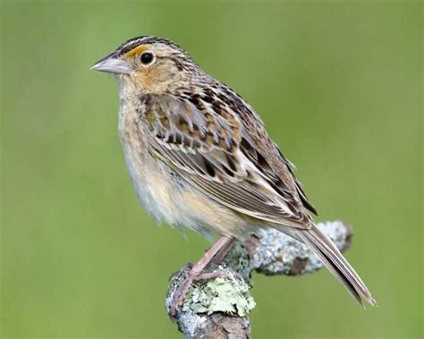 Grasshopper Sparrow Alchetron The Free Social Encyclopedia Grasshopper Sparrow Alchetron The Free Social Encyclopedia