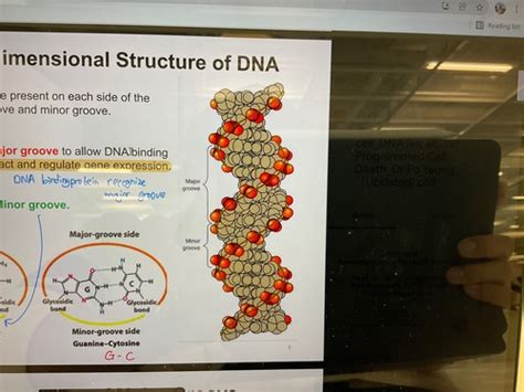 Hs1 Overview Of The Living Cell 4 Dna Replication Cell Cycle And Programmed Cell Death