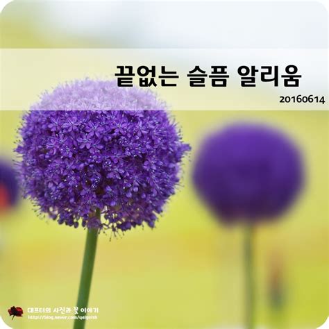 동그란꽃 알리움알륨 기간티움 꽃말은 무한한 슬픔 네이버 블로그
