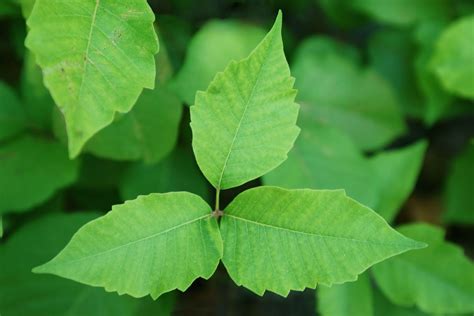 How To Get Rid Of A Poison Ivy Rash
