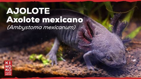 Ajolote O Axolote Mexicano Ficha Técnica 🌐 Youtube