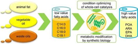 使用微藻通过全细胞催化生产高价值不饱和脂肪酸：以 Tribonema Minus 为例 Biotechnology And Bioengineering X Mol