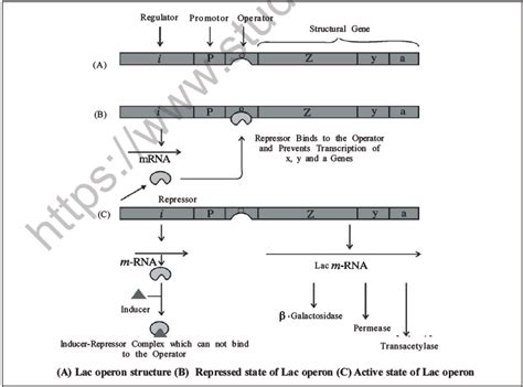Neet Biology Molecular Basis Of Inheritance Mcqs Set A With Answers