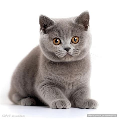 蓝猫摄影图 家禽家畜 生物世界 摄影图库 昵图网