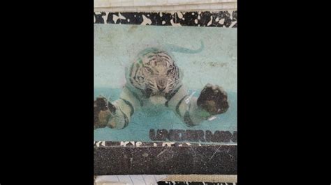 Undermine Mantacore Youtube