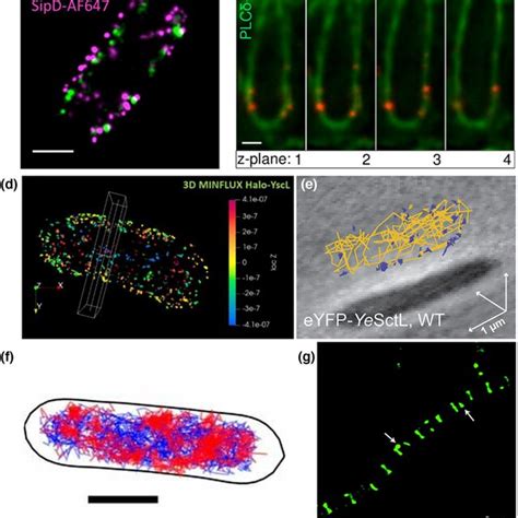 Selection Of Published Super‐resolution Microscopy Images And Tracking Download Scientific