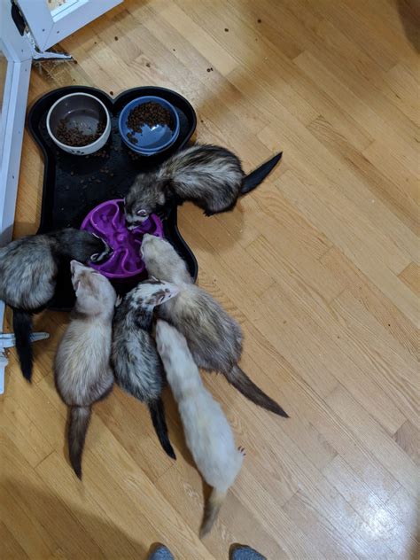 Best R Ferret Images On Pholder My Kitty Looking Just Wow