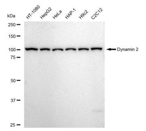 Invitrogen™ Dynamin 2 Recombinant Rabbit Monoclonal Antibody 23gb5170