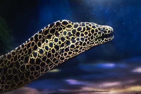 Moray Eel Habitat Diet Size And Fun Facts