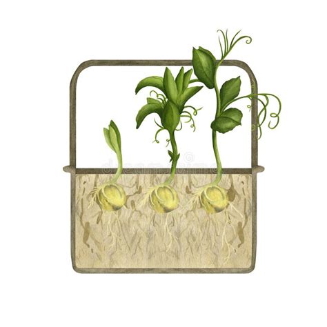 Pea Growth Stages Stock Illustrations 65 Pea Growth Stages Stock