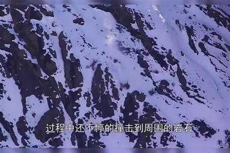 雪豹追捕岩羊结果来不及刹车一脚踩空跌落百丈悬崖 岩羊 刹车 结果