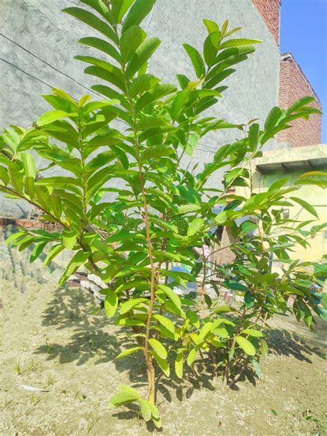Guava Tree ðŸŽ„ Stock Image Image Of Plantation Jungle 254528809