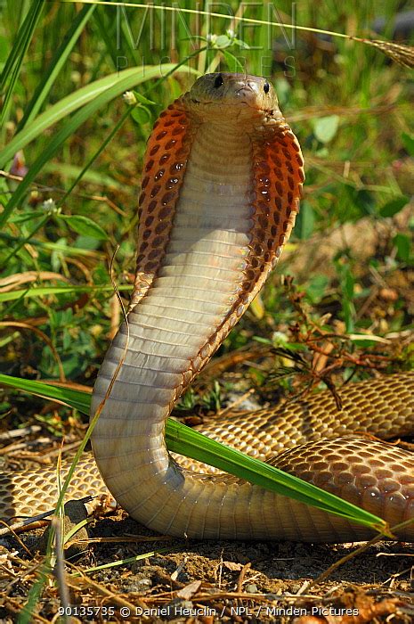 Naja Philippinensis How The Cobra Got Its Flesh Eating Venom