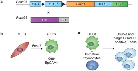 Strategy Used For Itec Reprogramming A Schematic Of Foxn1 And