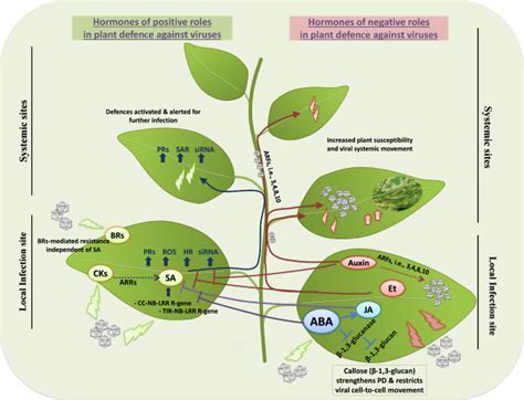 Hormonevirus Inter Relations General Effects Of Hormones On Plant