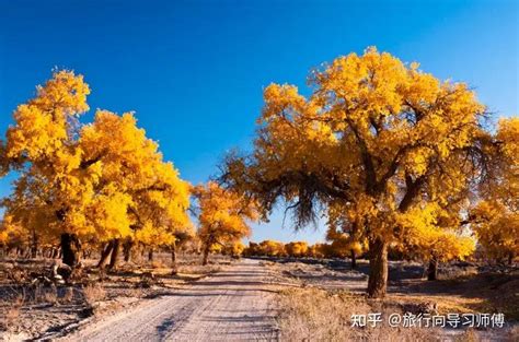醉美额济纳，梦幻胡杨林，新版旅游线路攻略及避坑干货分享，必收藏！ 知乎