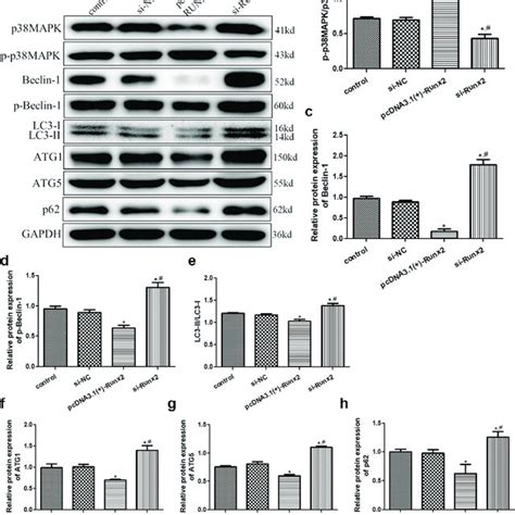 Effects Of Runt Related Transcription Factor 2 Runx2 On Osteoblast