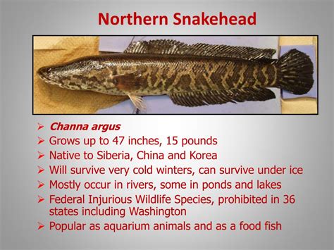 Ppt Invasive Species Powerpoint Presentation Free Download Id2254435