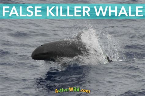 False Killer Whale Facts Pictures Information And Video Marine Mammal