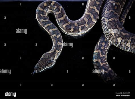 Royal Python Or Ball Python Python Regius Studio Stock Photo Alamy