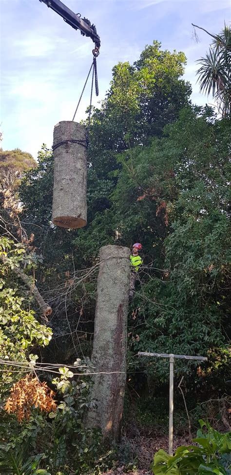 Tree Removal Auckland Tree Cutting Service Heaven Contracting