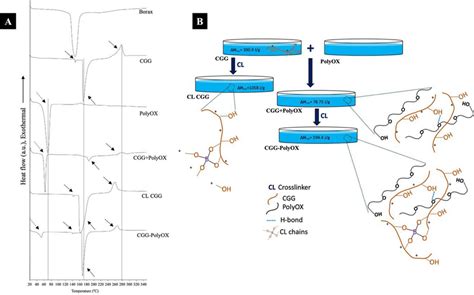 A Thermal Behavior Of The Optimized Cgg Polyox Based On Dsc Solid Download Scientific Diagram
