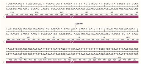 Pcp20 Plasmid [pvt6006]
