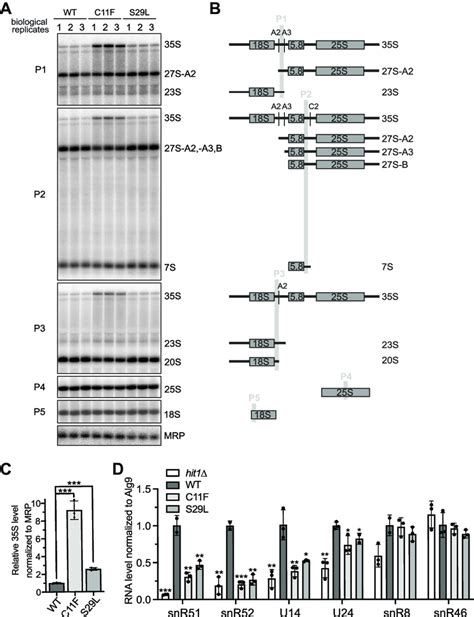 Peho Syndrome Mutations Result In Defective Rrna Processing And A Download Scientific Diagram