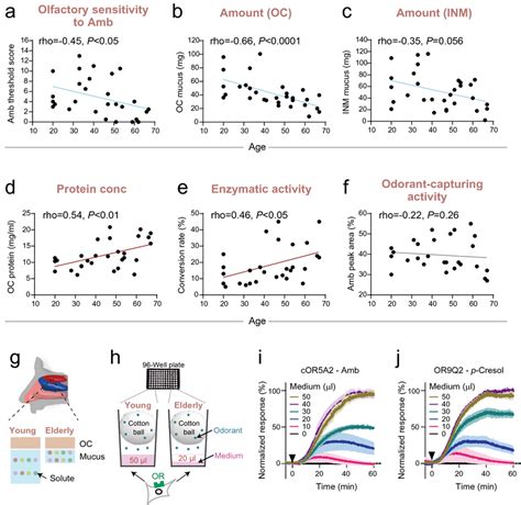 Relationship Between The Decline In Olfaction And Change In Olfactory Download Scientific