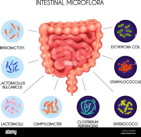 Realistic Human Internal Organs Intestinal Microflora Bacteria