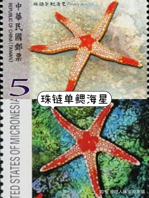 迷你博物馆海星科普小百科 知乎