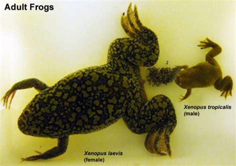 Frog Development Embryology