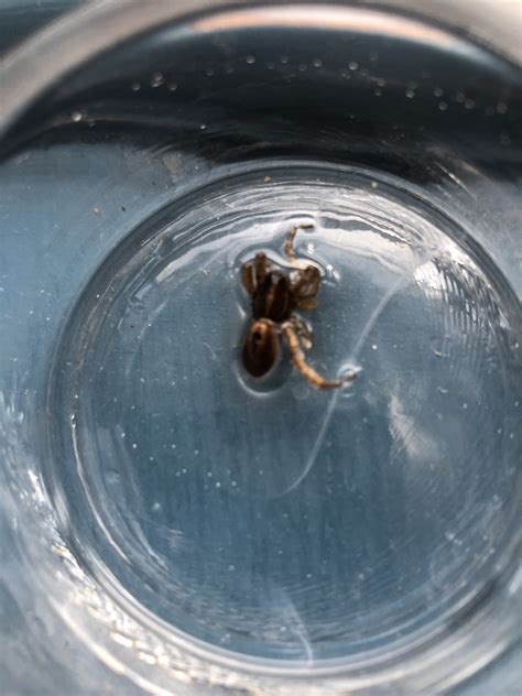 Edwards Buffer The Wolbachia Project