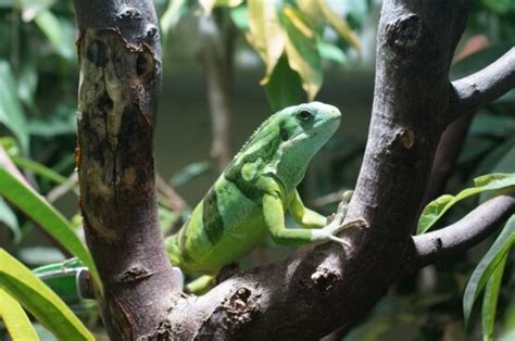 Kostenlose Bild Wildtiere Eidechsen Baum Natur Tier Reptilien