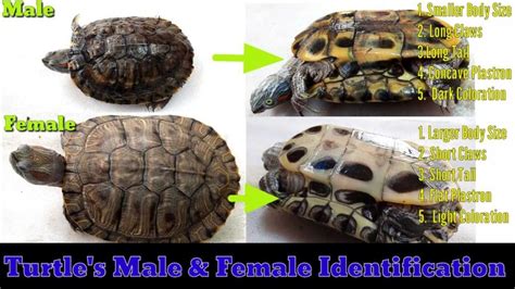 How To Sex Red Eared Sliders A Guide For Turtle Owners Vital Frog