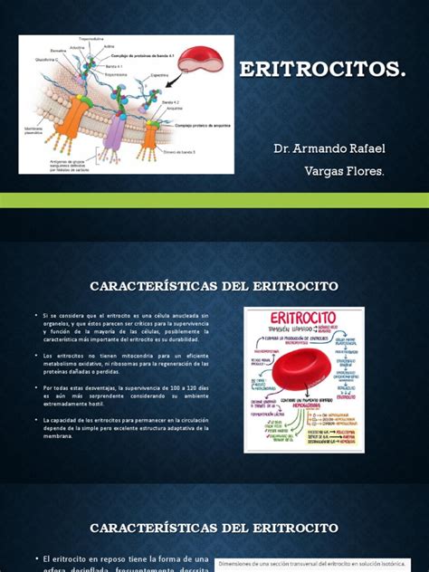 Eritrocitos Pdf Hemoglobina Glóbulo Rojo
