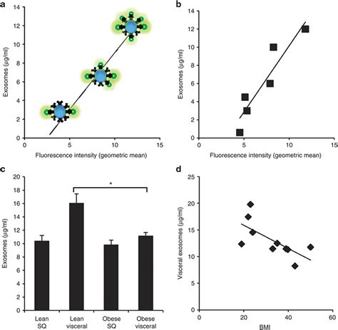 Quantification Of Adipocyte Derived Exosomes Using Bead Based Flow Download Scientific Diagram